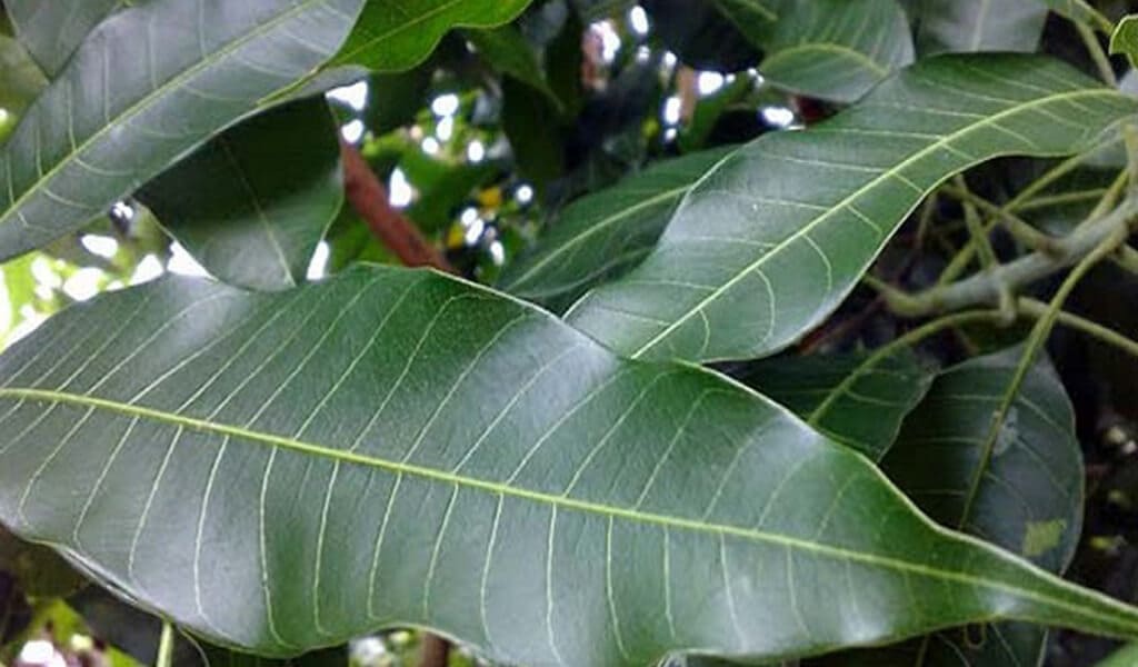 6 Manfaat Daun Mangga bagi Kesehatan - RS Harum Sismamedika