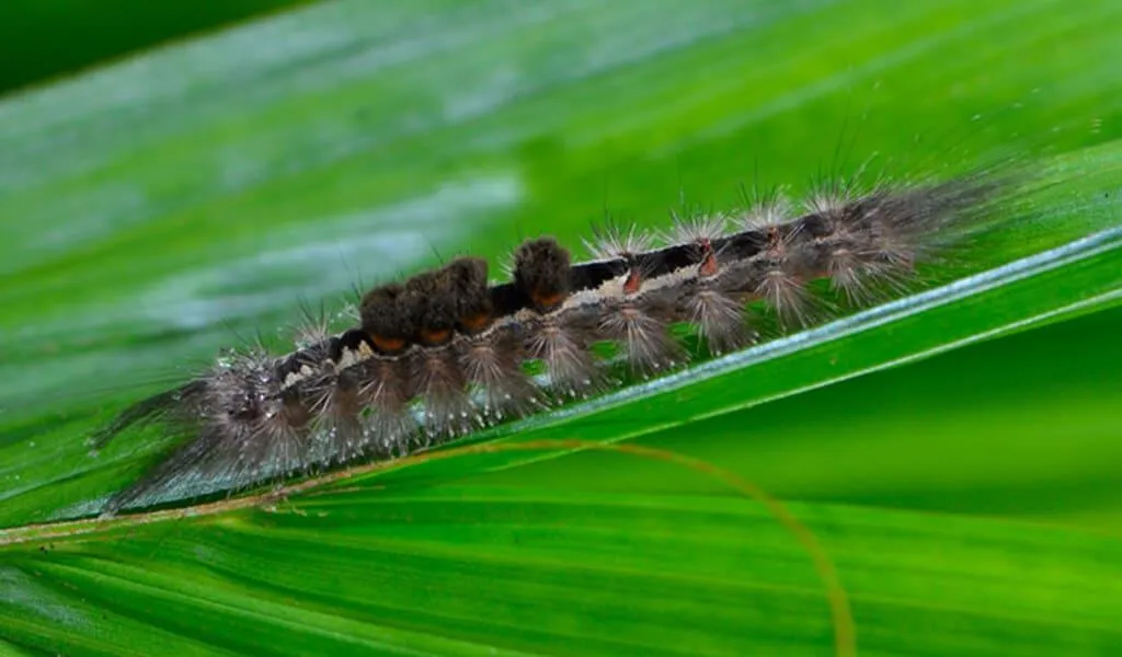 Kenali 4 Jenis Ulat Bulu Beracun, Anda Harus Tahu - RS Harum Sisma Medika